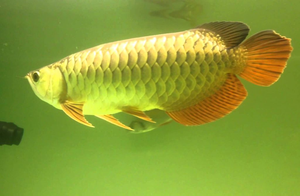 Cá Rồng Kim Long Quá Bối 20cm Hàm Cá Mập Nhập Khẩu Tại Vinupet